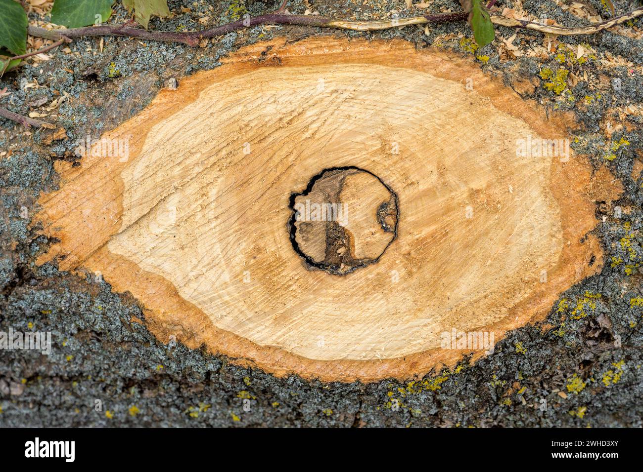 Tree slice with drying cracks Stock Photo - Alamy