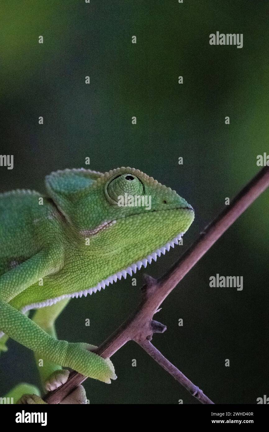 Indian herpetology hi-res stock photography and images - Alamy