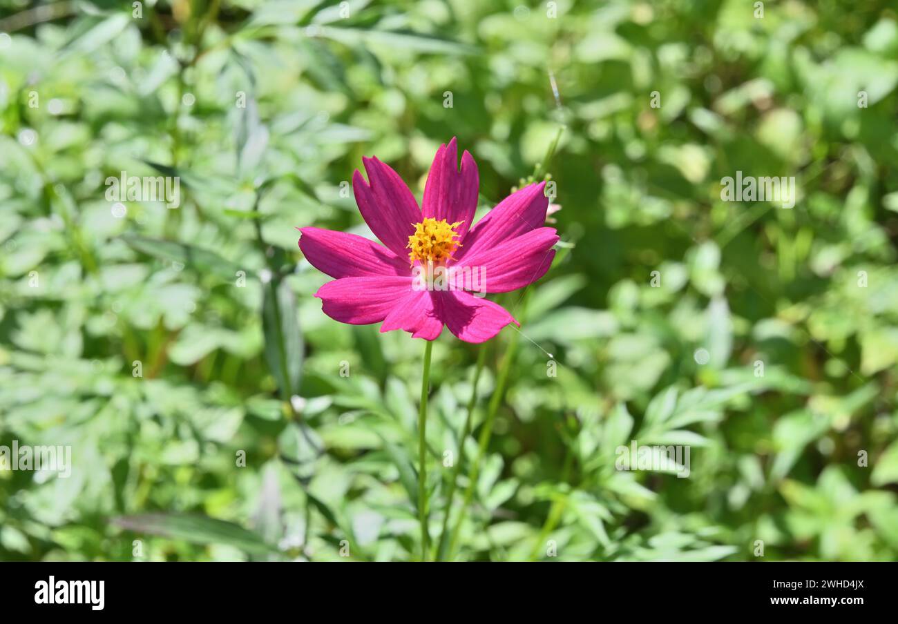 Pinkish purple cosmos hi-res stock photography and images - Alamy