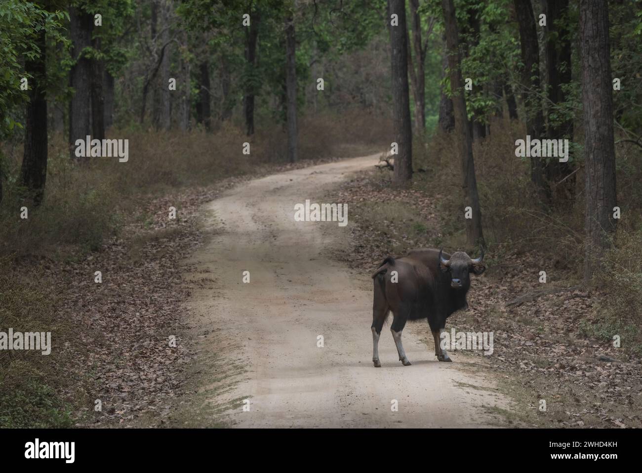 Indian Gaur, Bos gaurus, Kanha Tiger Reserve, Madhya Pradesh, India ...