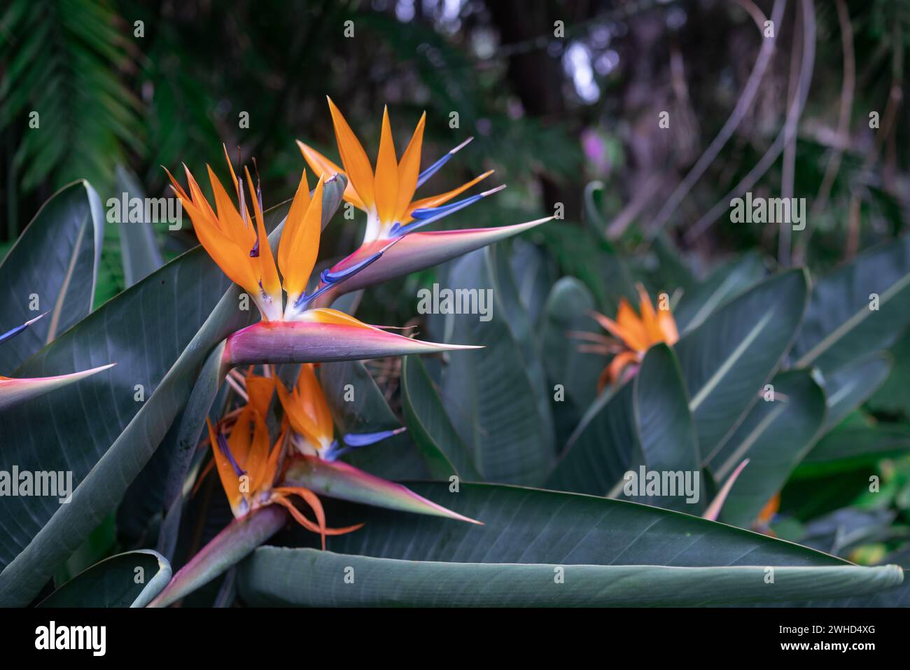 Orange bird of paradise flowers on green leaves background. Strelitzia ...