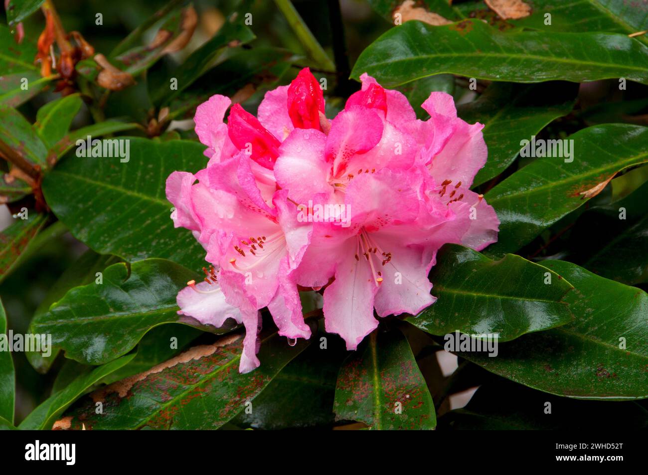 Rhododendron blossoms, Crystal Springs Rhododendon Gardens, Portland ...