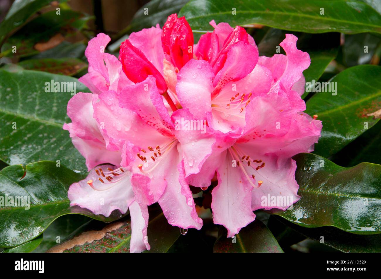 Rhododendron blossoms, Crystal Springs Rhododendon Gardens, Portland ...