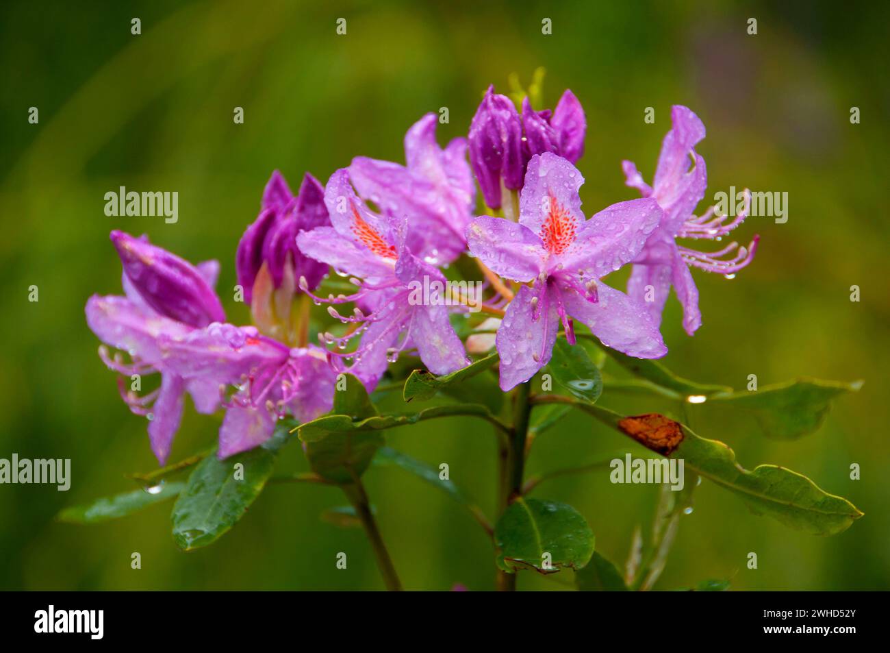 Azalea flower gardens hi-res stock photography and images - Alamy