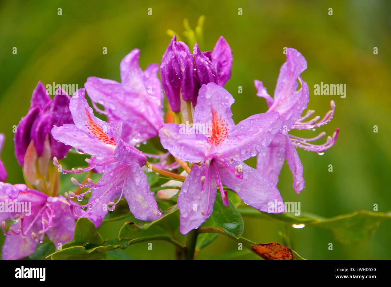 Azalea flower gardens hi-res stock photography and images - Alamy