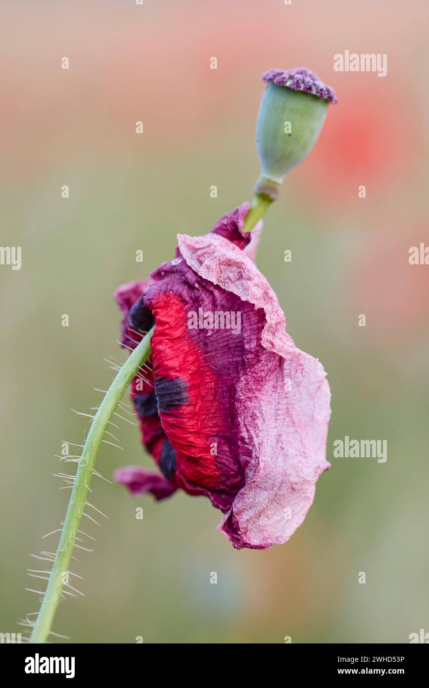 Withered red poppy hi-res stock photography and images - Alamy