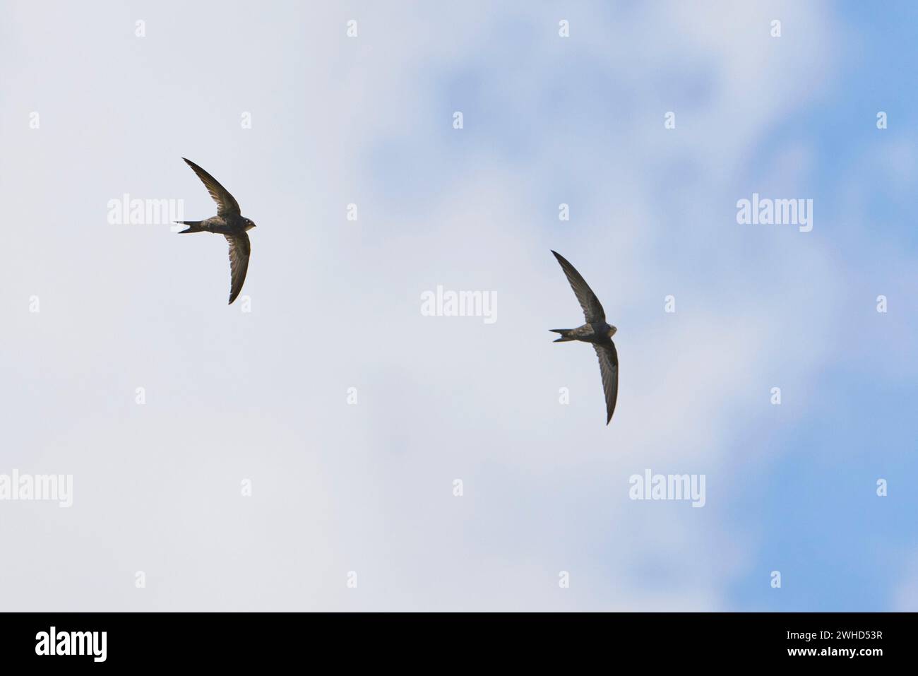 Two swift birds hi-res stock photography and images - Alamy