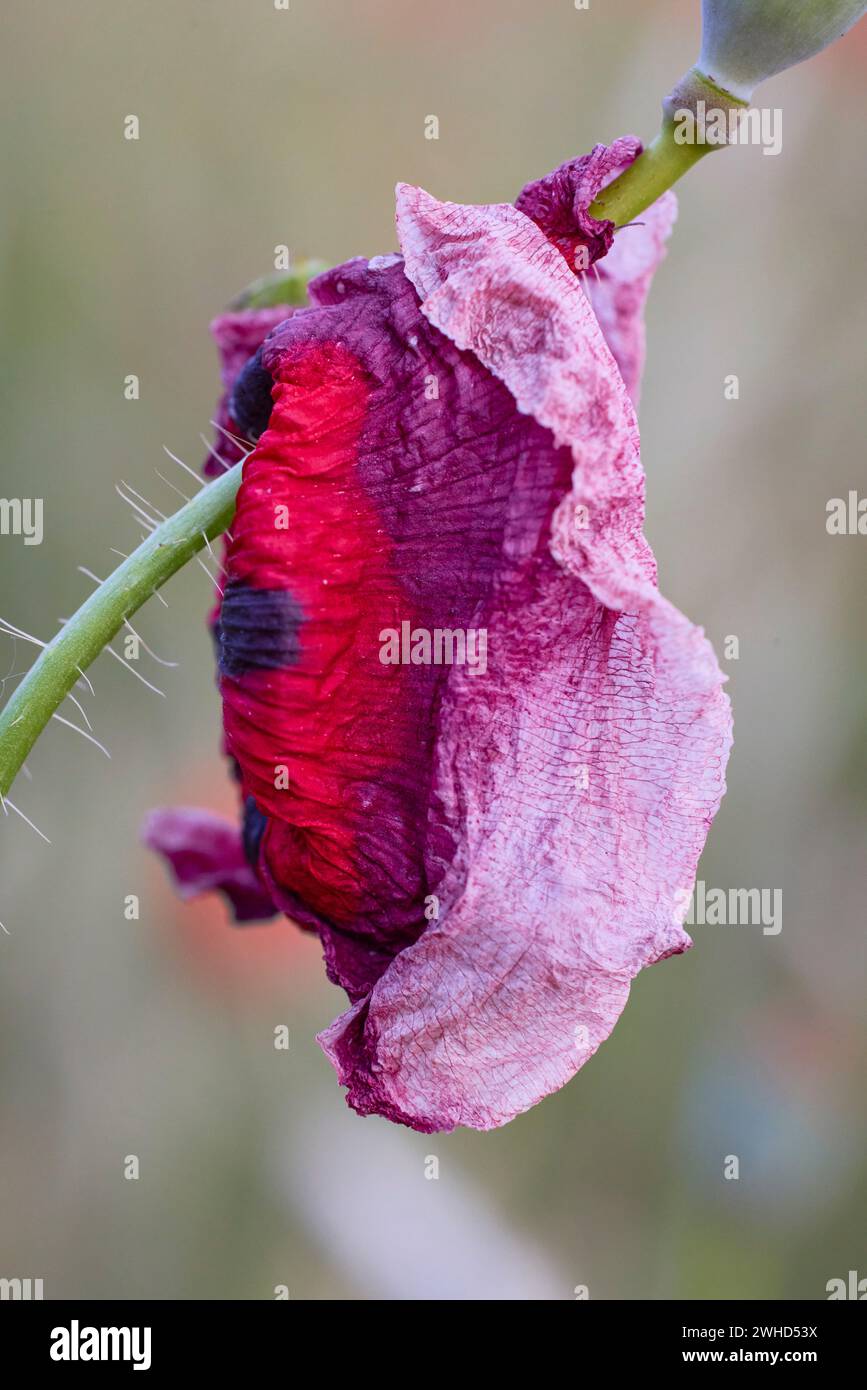 Poppy blossom, wilted Stock Photo - Alamy