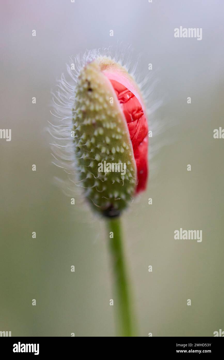 Close up bursting bud hi-res stock photography and images - Alamy