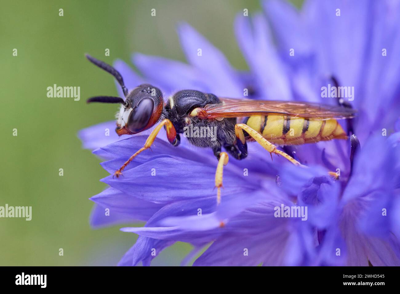 Beewolf, Philanthus triangulum Stock Photo - Alamy