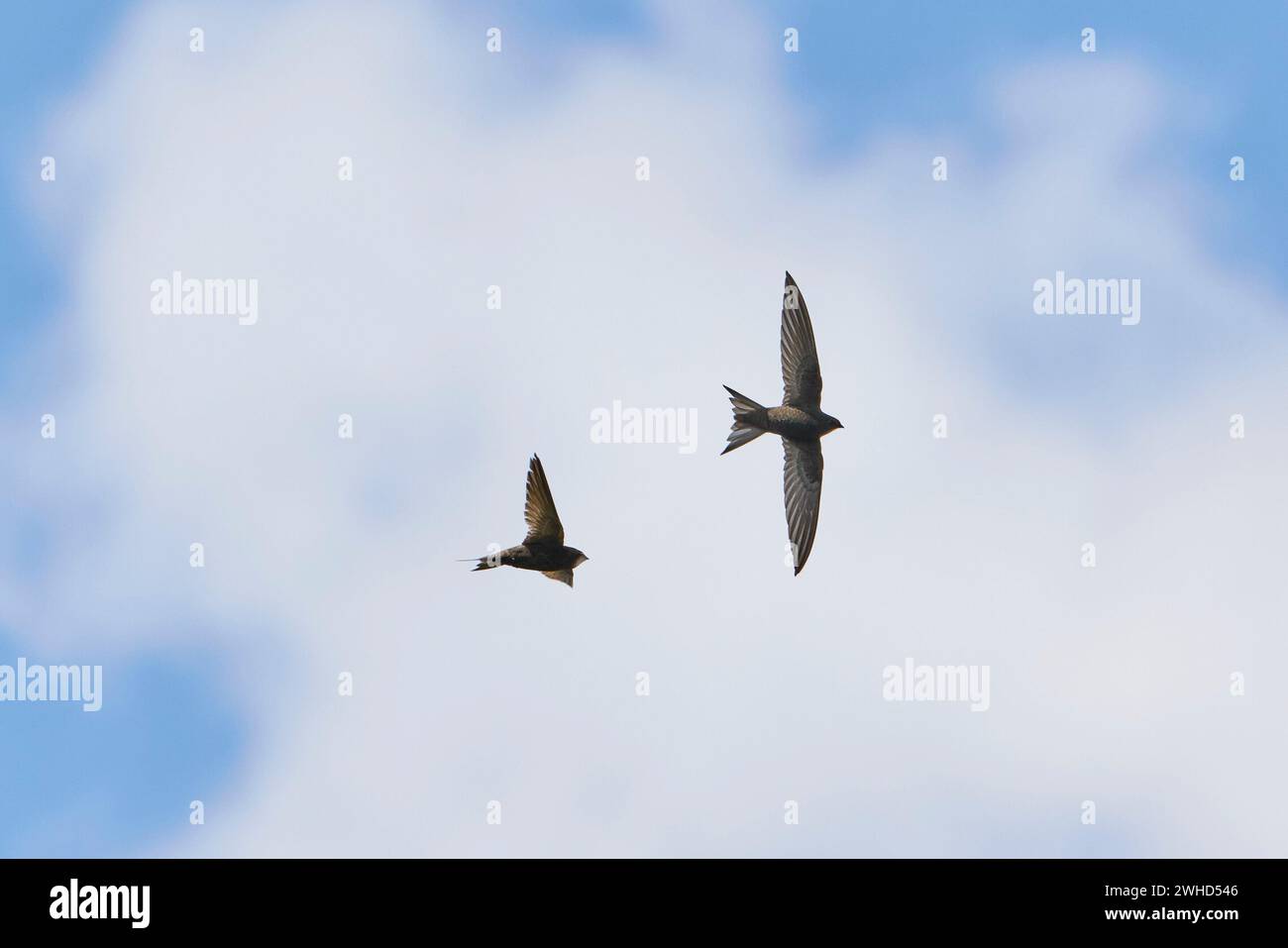 Swift, Apus apus Stock Photo - Alamy