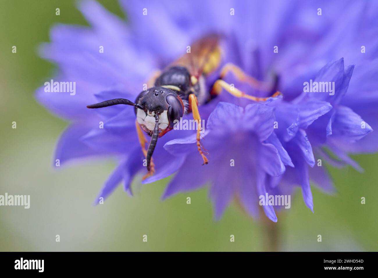 Beewolf, Philanthus triangulum Stock Photo - Alamy