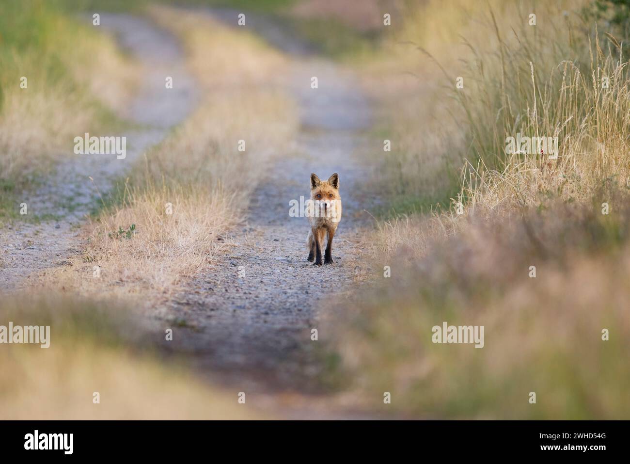 Fox, red fox, Vulpes vulpes, field path Stock Photo - Alamy