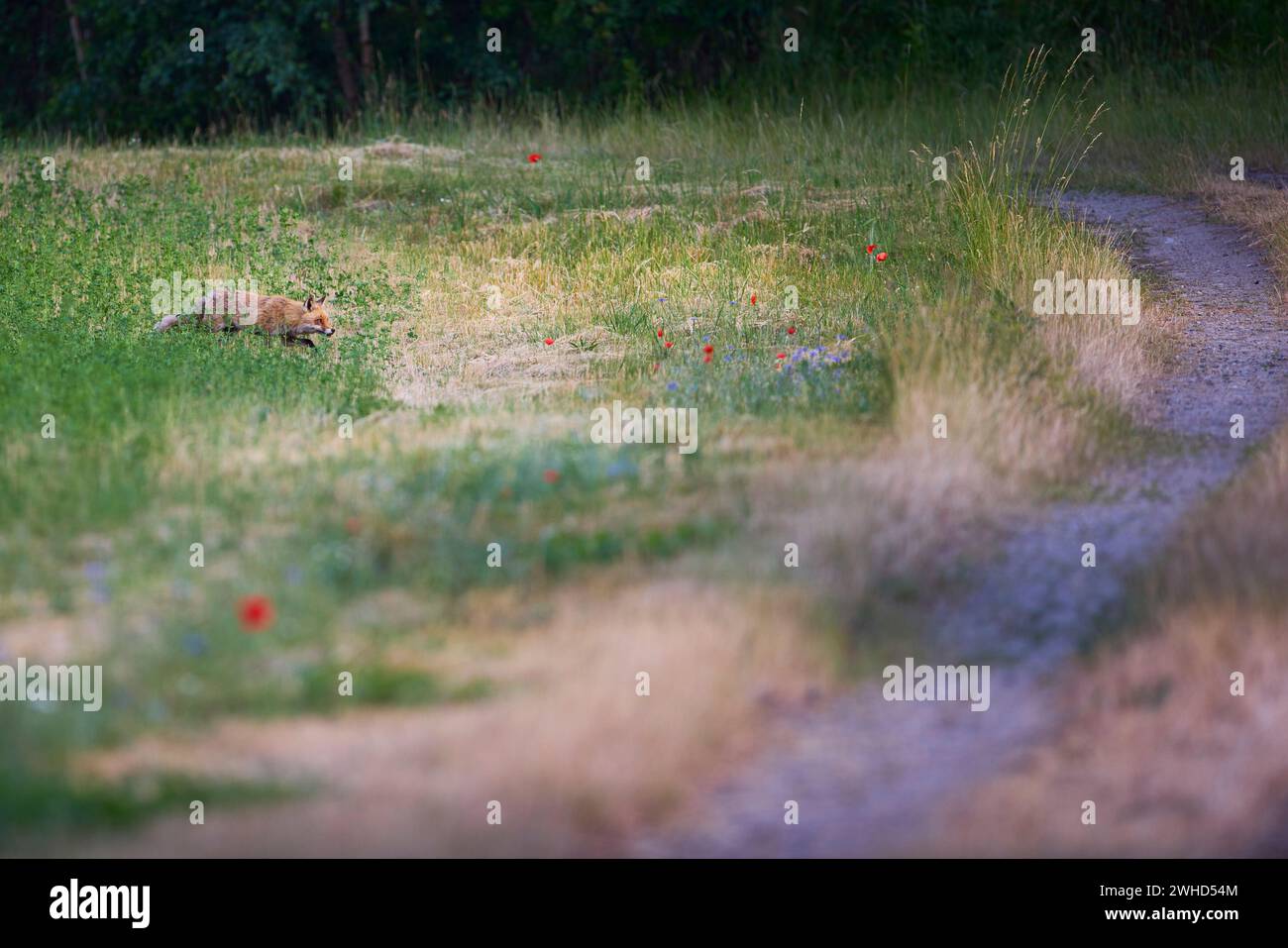 Fox, red fox, Vulpes vulpes, field path Stock Photo - Alamy
