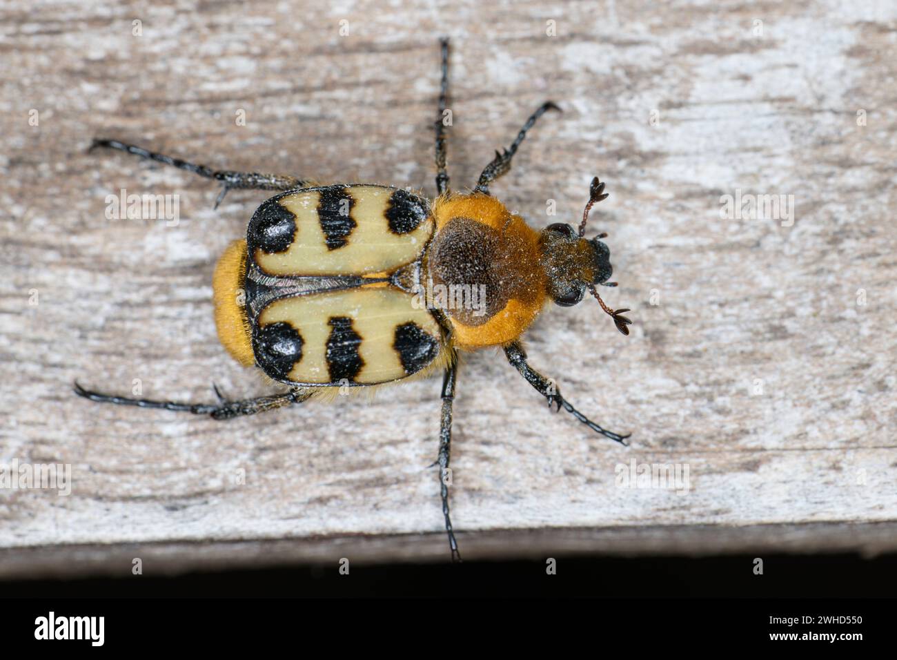 Colorado potato beetle, Leptinotarsa decemlineata Stock Photo - Alamy