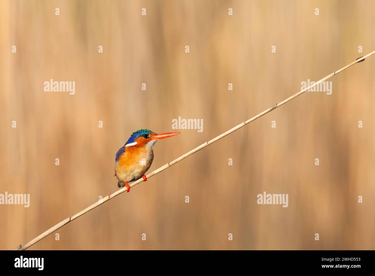 Africa, bird, Gauteng Province, Malachite Kingfisher (Alcedo cristata ...