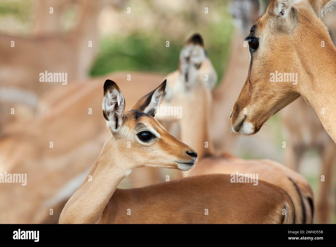 young animal, Botswana, Chobe National Park, Impala (Aepyceros melampus ...