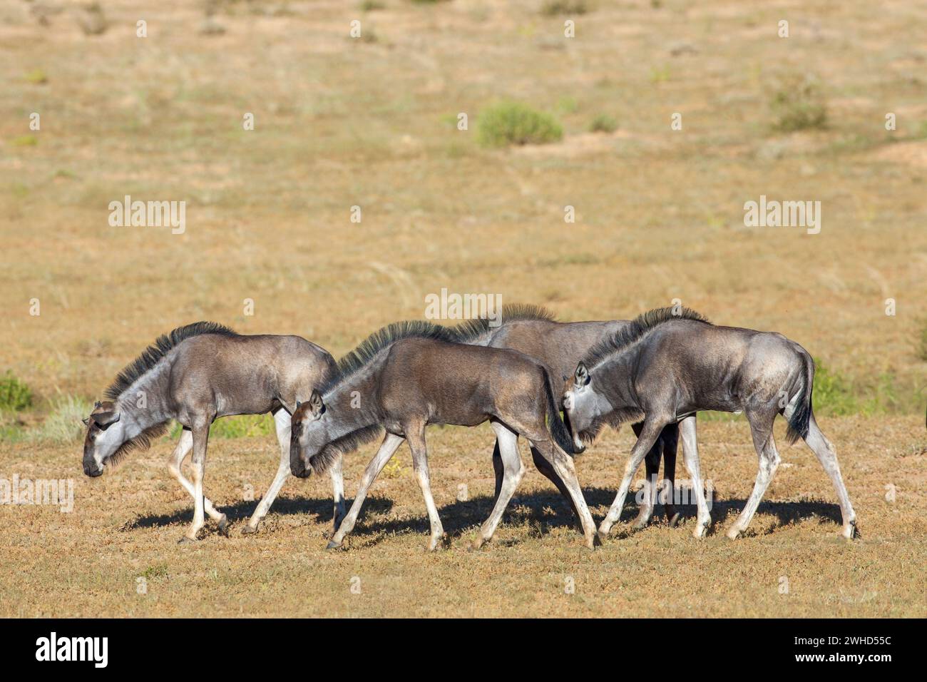 Africa, young animal, Blue Wildebeest (Connochaetes taurinus), Northern ...