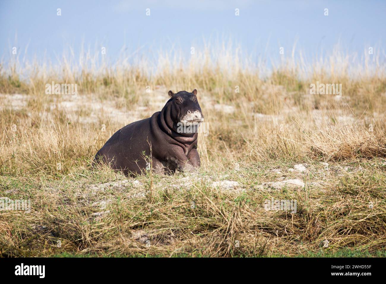 Vulnerable species iucn redlist hi-res stock photography and images - Alamy