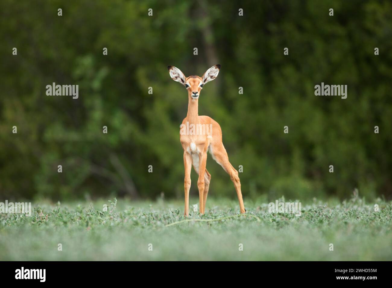 young animal, Botswana, Chobe National Park, Impala (Aepyceros melampus ...
