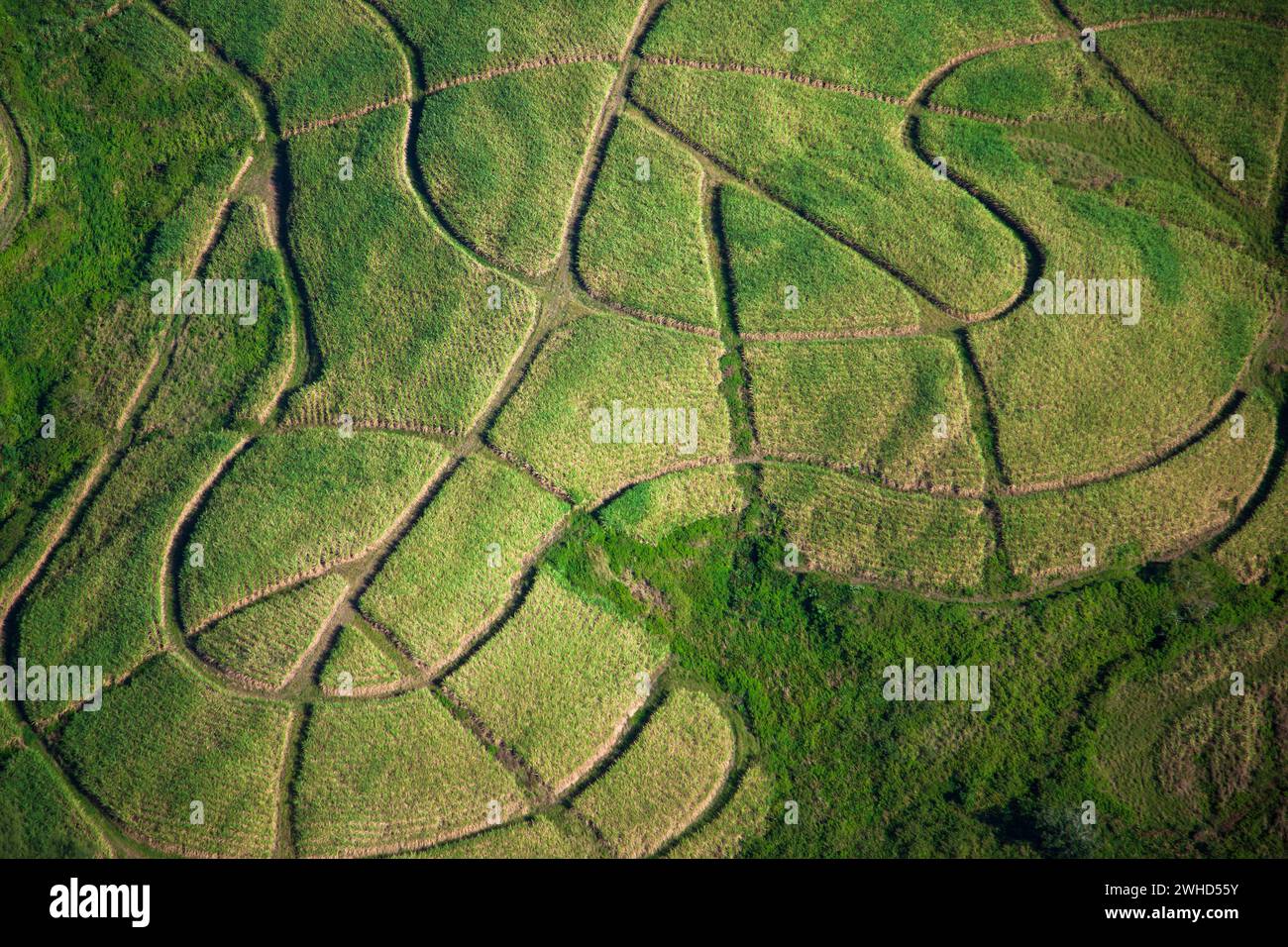 Aerial view, Africa, KwaZulu-Natal Province, South Africa, Sugarcane ...