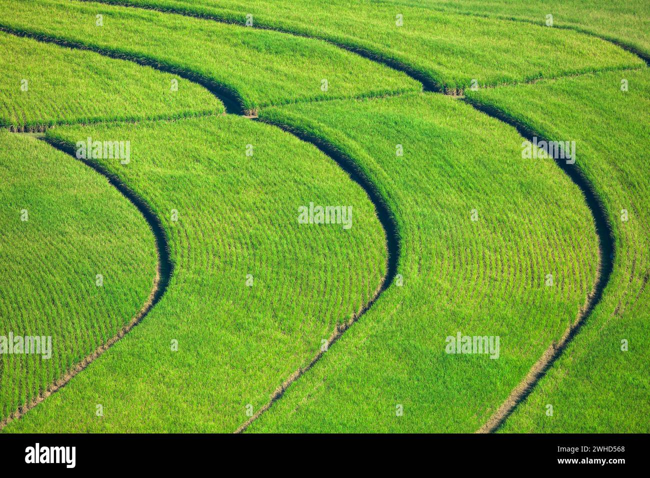 Aerial view, Africa, KwaZulu-Natal Province, South Africa, Sugarcane ...