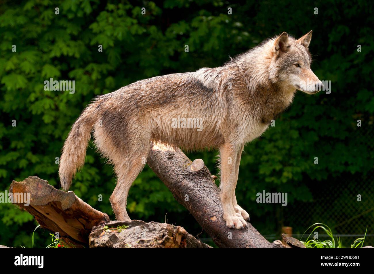 Timber wolf, Oregon Zoo, Washington Park, Portland, Oregon Stock Photo ...