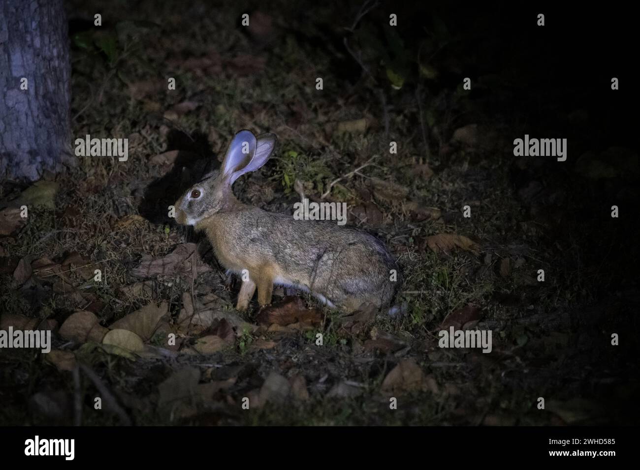 Indian Hare, Lepus nigricollis, Panna, Madhya Pradesh, India Stock ...