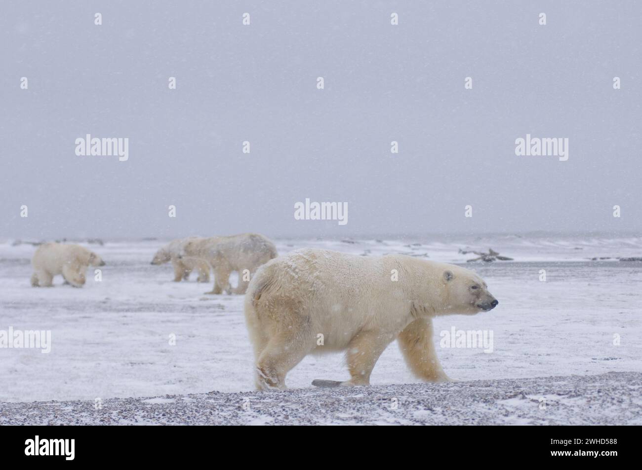 polar bear, Ursus maritimus Boar neck thicker then head on a barrier ...