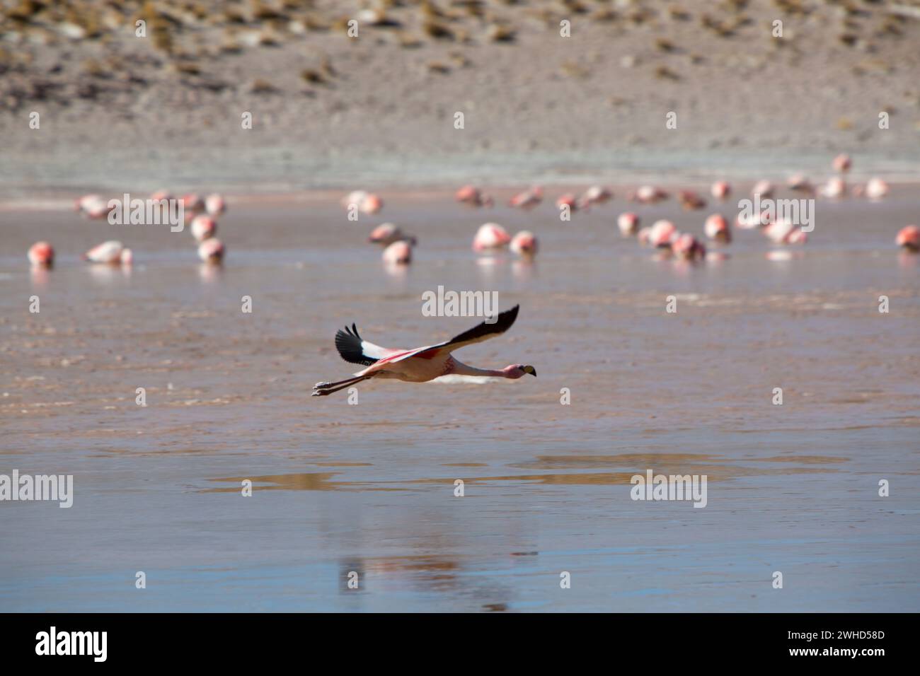 Group of pink flamingos flying over a lake close to the Eduardo Avaroa ...