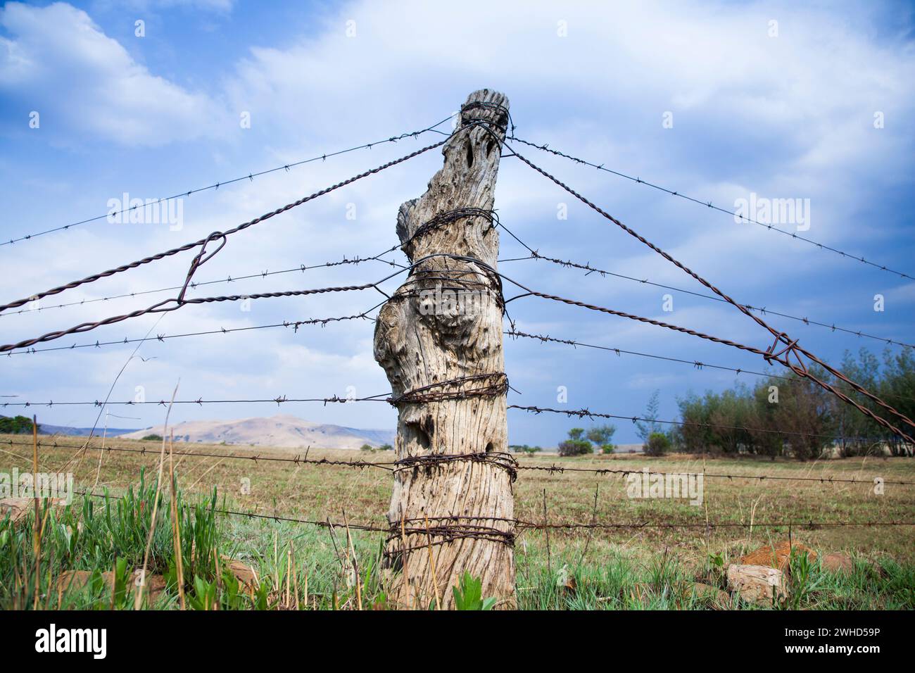 Africa, Fenceline, KwaZulu-Natal Province, South Africa, daytime, no ...