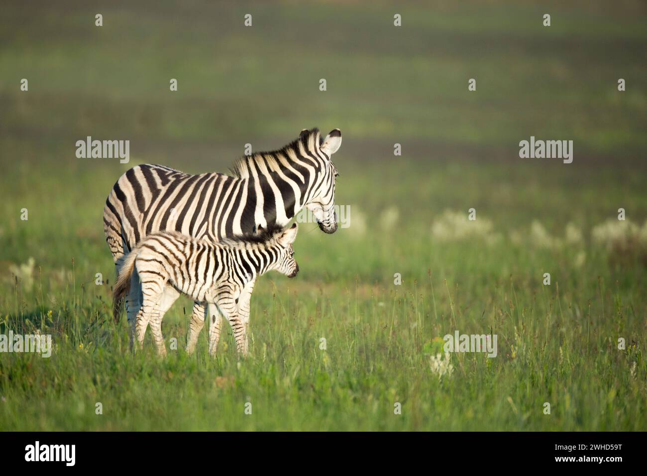 Africa, young animal, Gauteng Province, near threatened species, IUCN ...