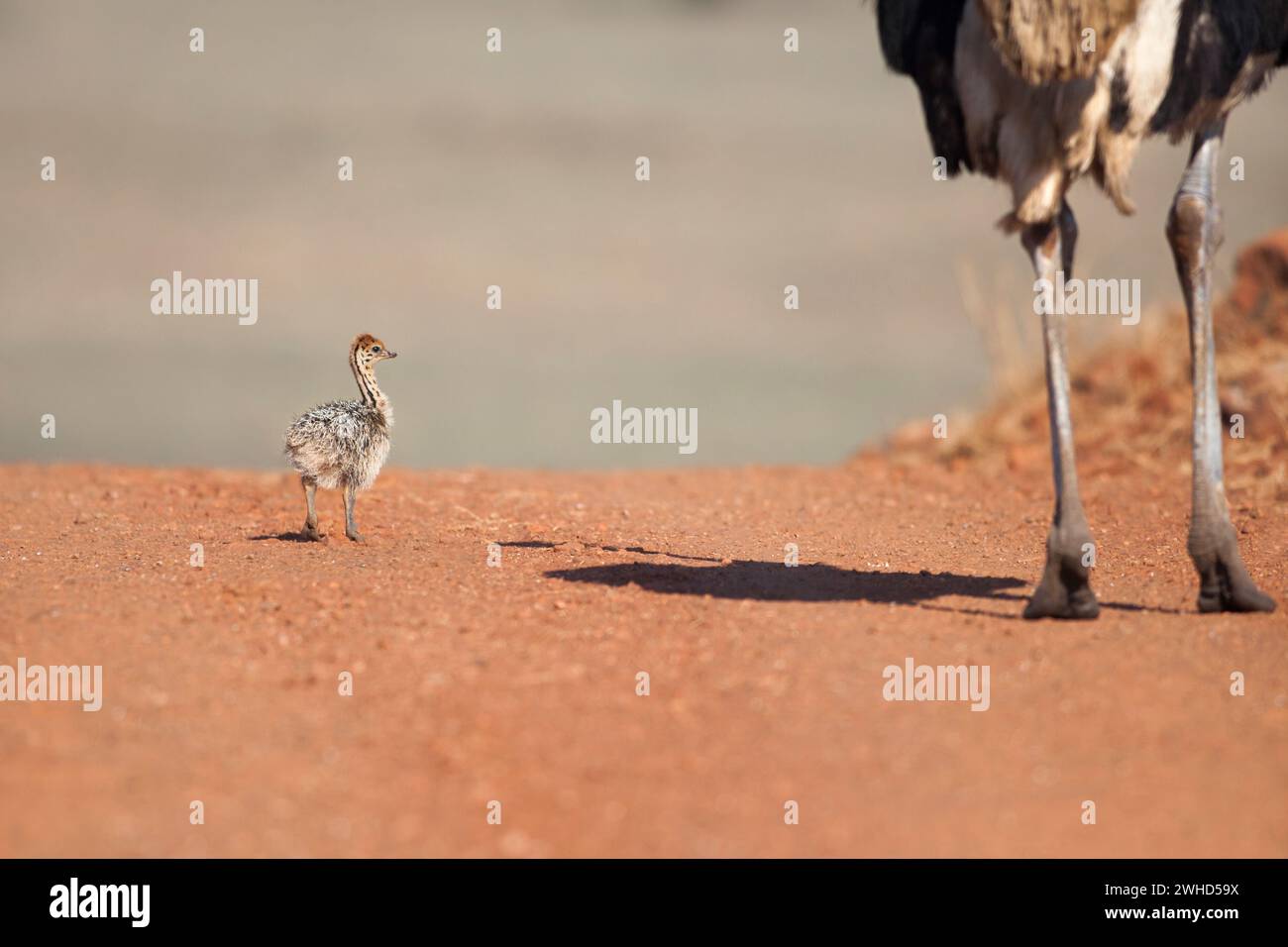 Africa, young animal, bird, daytime, Feet, Gauteng Province, nature, no ...