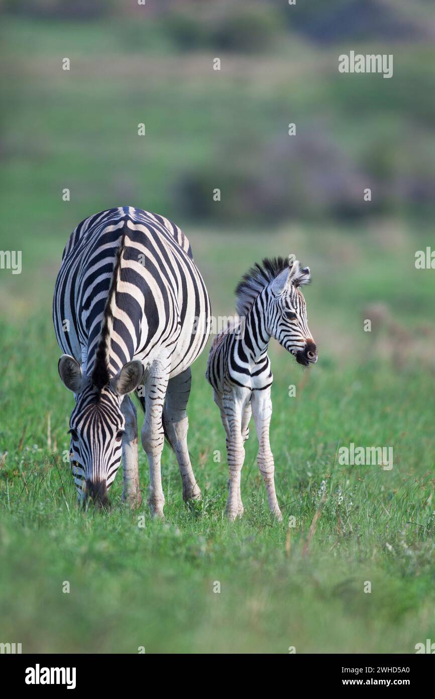 Africa, young animal, Itala Game Reserve, KwaZulu-Natal Province, near ...