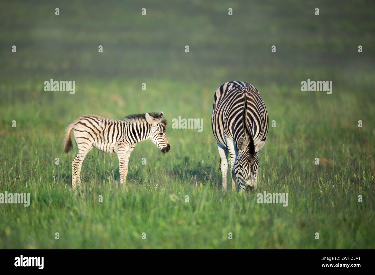 Africa, animals in the wild, young animal, bush, daytime, Gauteng ...