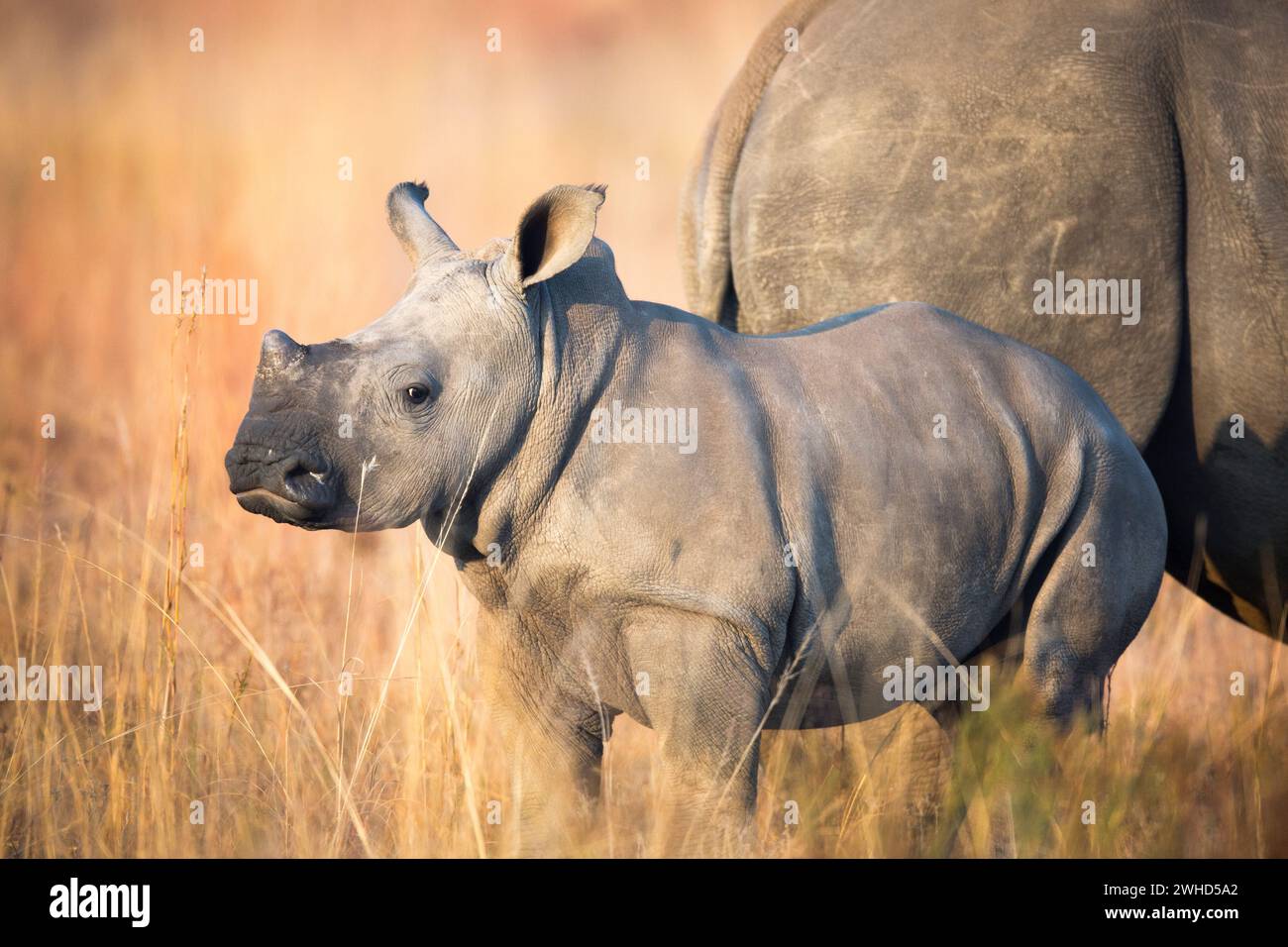 Africa, young animal, Gauteng Province, near threatened species, IUCN ...