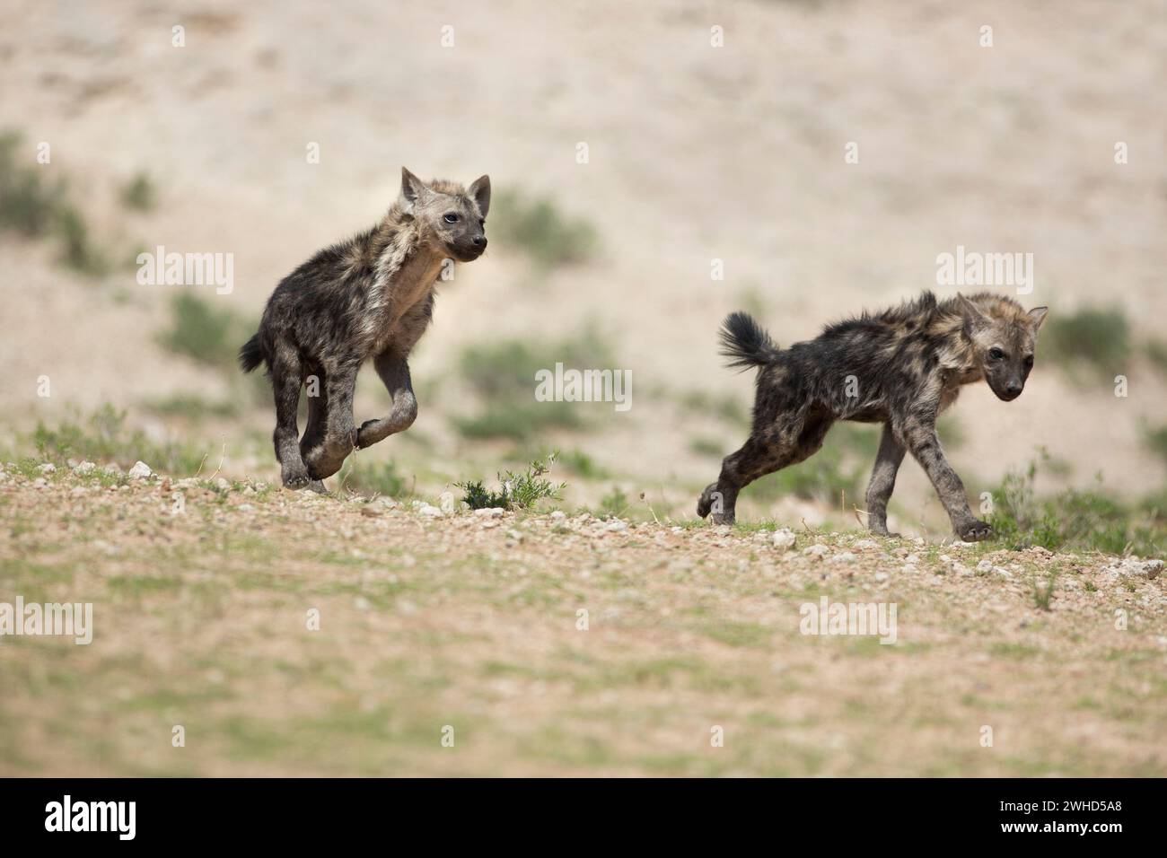 Africa, young animal, Hyeana (Crocuta crocuta), Kgalagadi Transfrontier ...
