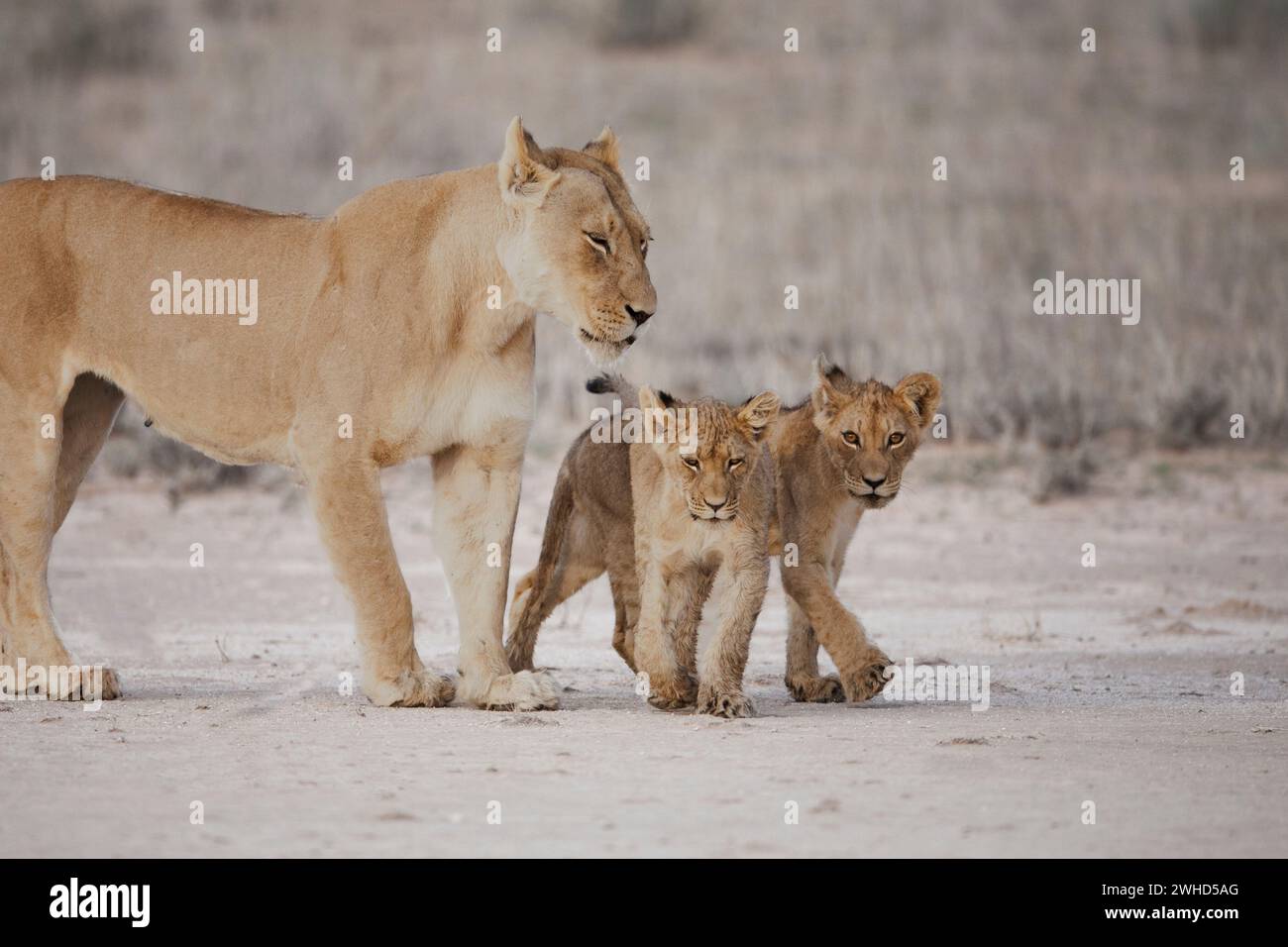 Africa, young animal, Lion (Panthera leo), Northern Cape Province ...