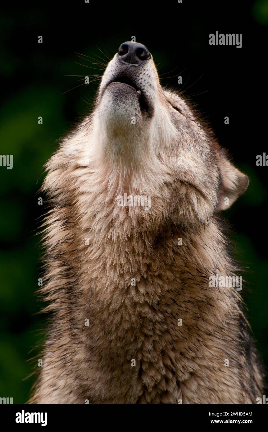Timber wolf, Oregon Zoo, Washington Park, Portland, Oregon Stock Photo ...