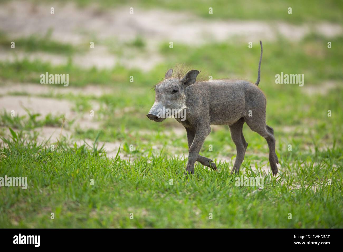 young animal, Botswana, Chobe National Park, Warthog (Phacochoerus ...