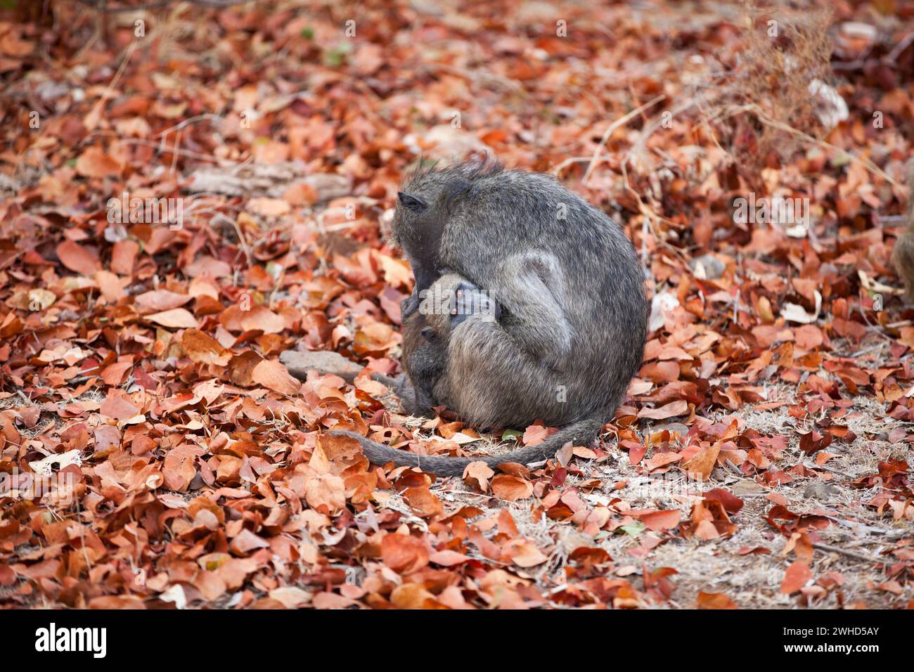 Africa, young animal, Chacma baboon (Papio ursinus), Kruger National ...