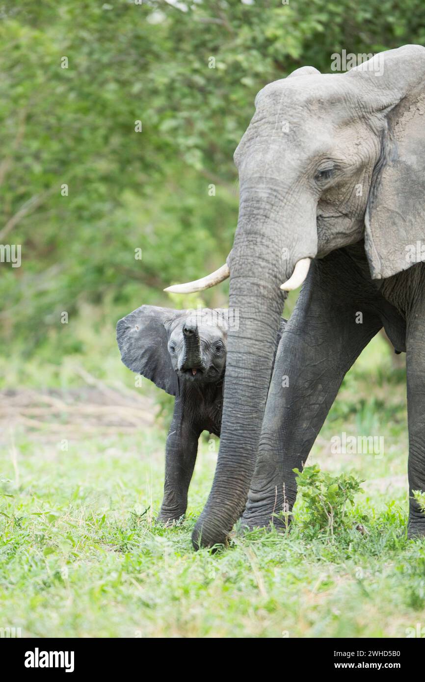 young animal, Botswana, Chobe National Park, Elephant (Loxodonta ...
