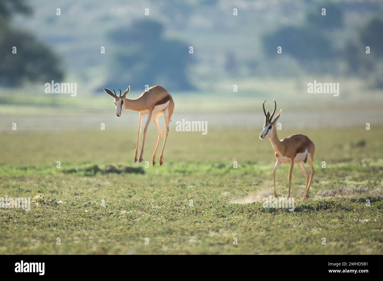 Antelope jumping hi-res stock photography and images - Alamy