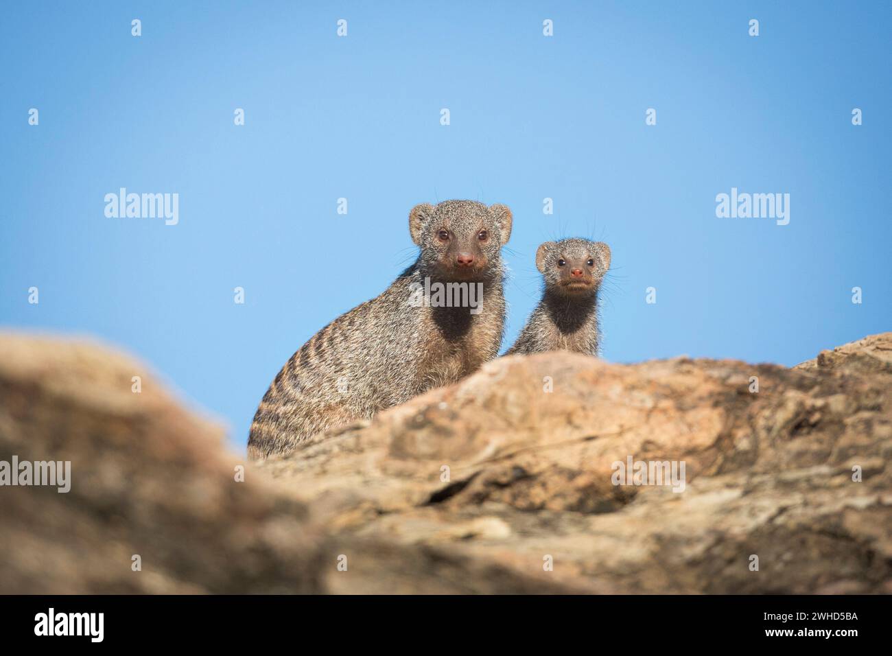Africa, young animal, Limpopo Province, Mapungubwe National Park, South ...