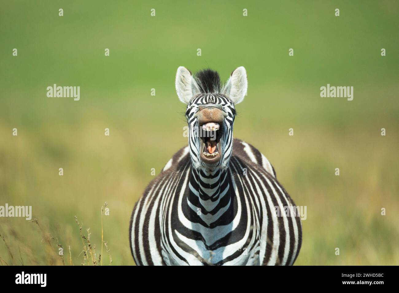 Africa, Gauteng Province, near threatened species, IUCN Redlist ...