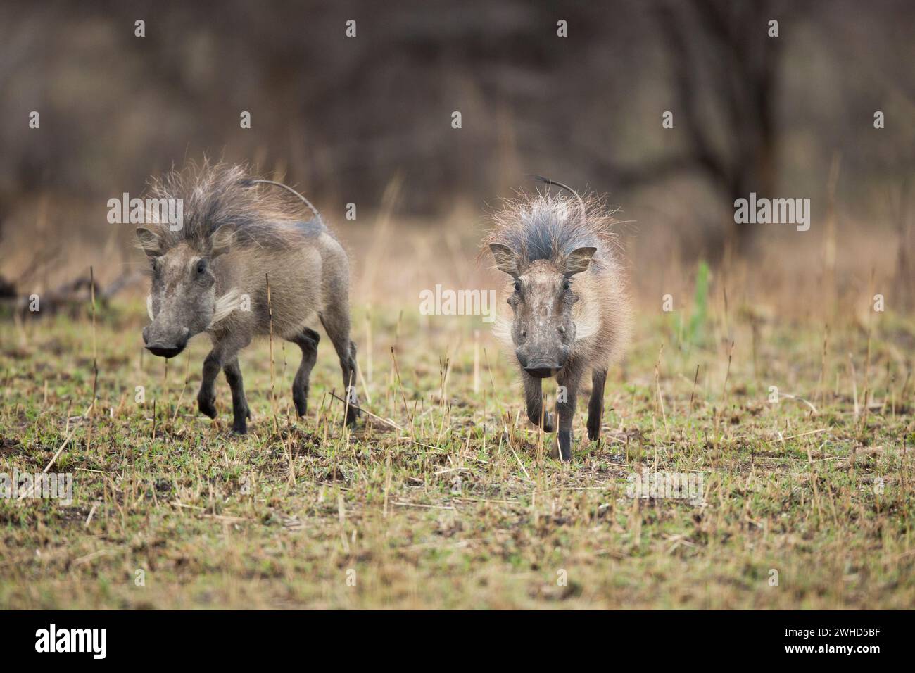 Africa, young animal, Itala Game Reserve, KwaZulu-Natal, South Africa ...