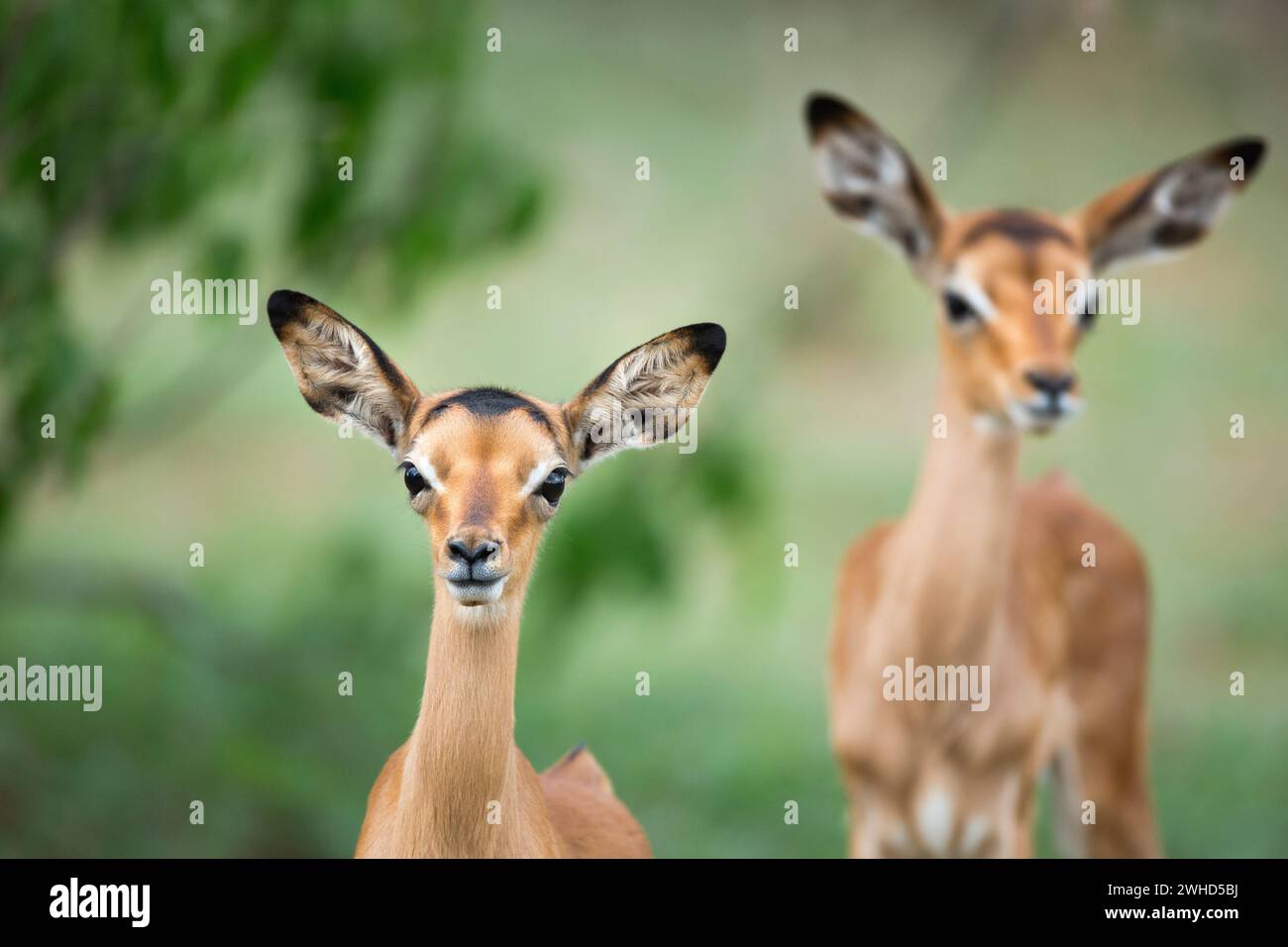 young animal, Botswana, Chobe National Park, Impala (Aepyceros melampus ...