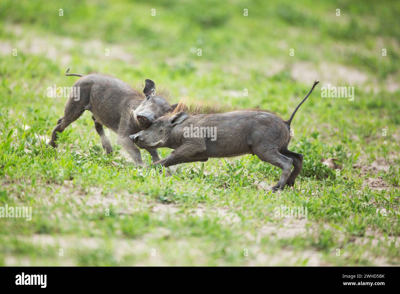 young animal, Botswana, Chobe National Park, Warthog (Phacochoerus ...