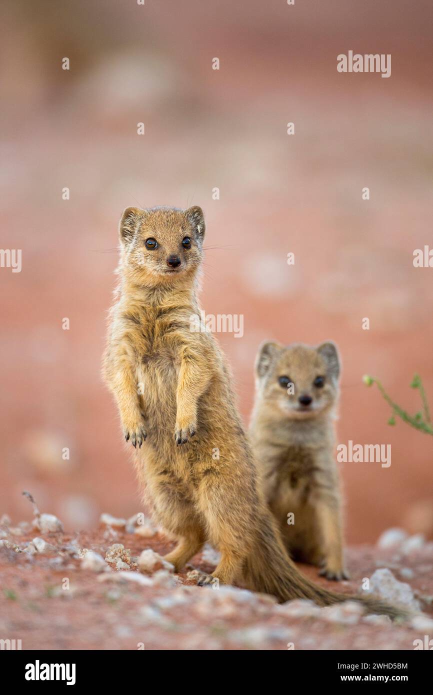 Africa, young animal, Kgalagadi Transfrontier Park, Northern Cape ...