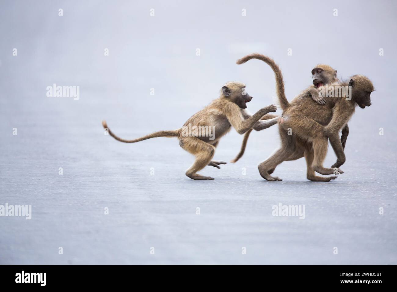 Africa, young animal, Chacma baboon (Papio ursinus), Kruger National ...